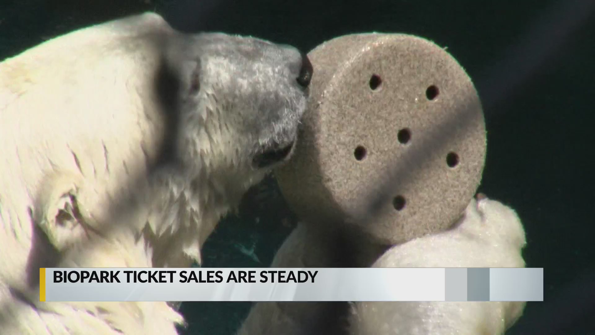BioPark ticket sales steady – KRQE NEWS 13 – Breaking News, Albuquerque ...