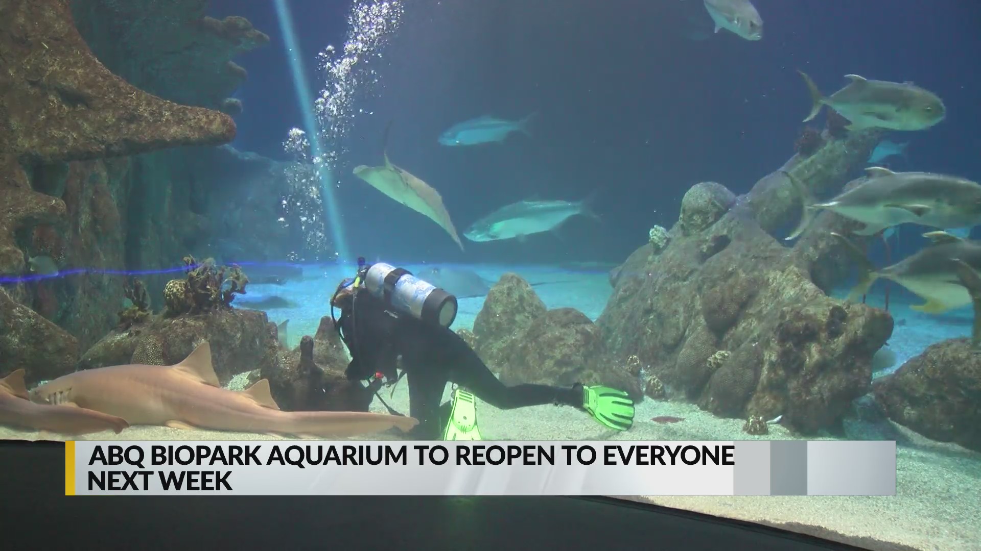 ABQ BioPark Aquarium to reopen – KRQE NEWS 13 – Breaking News ...