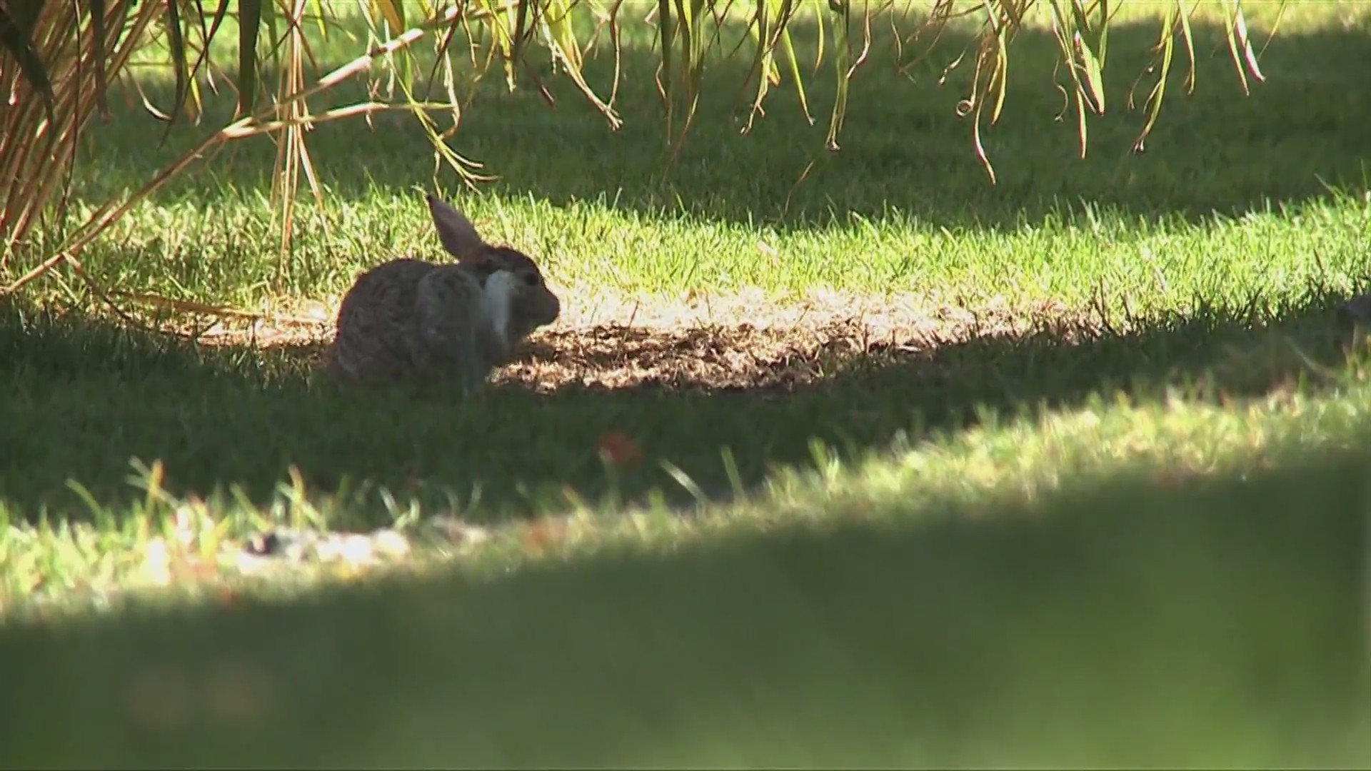 National Park Service asks visitors to be wary of diseased rabbits ...