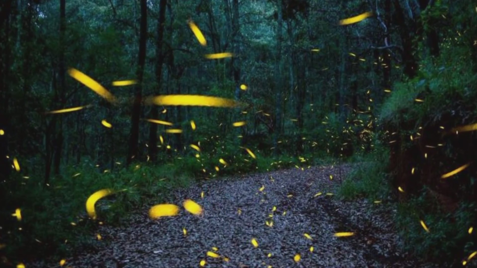 BioPark works to keep fireflies from going extinct – KRQE NEWS 13 ...